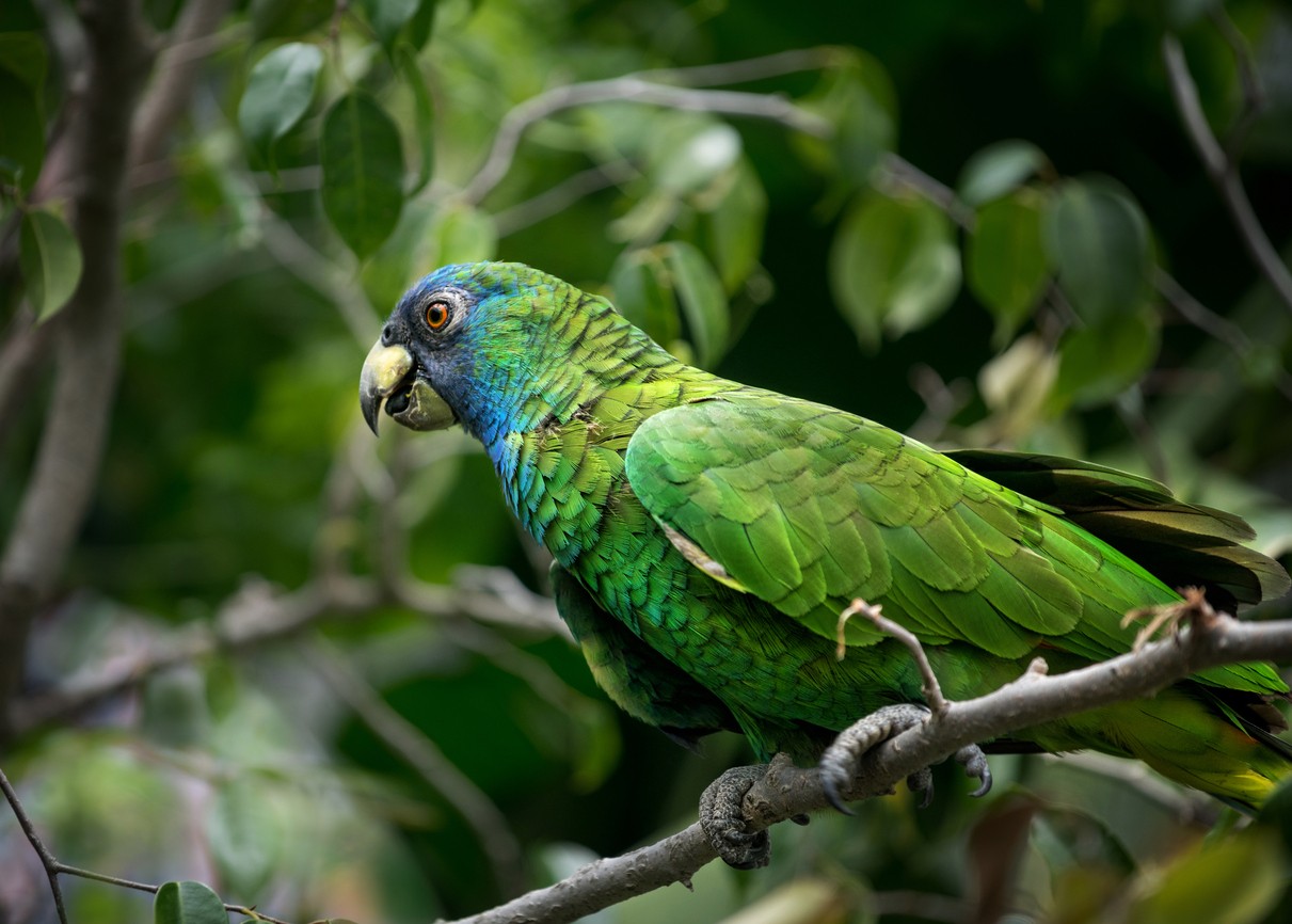 Loro garganta roja de dominica (Amazona arausiaca) - Picture Bird
