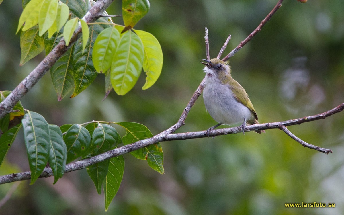 Anteojitos de Biak (Zosterops mysorensis) - Picture Bird