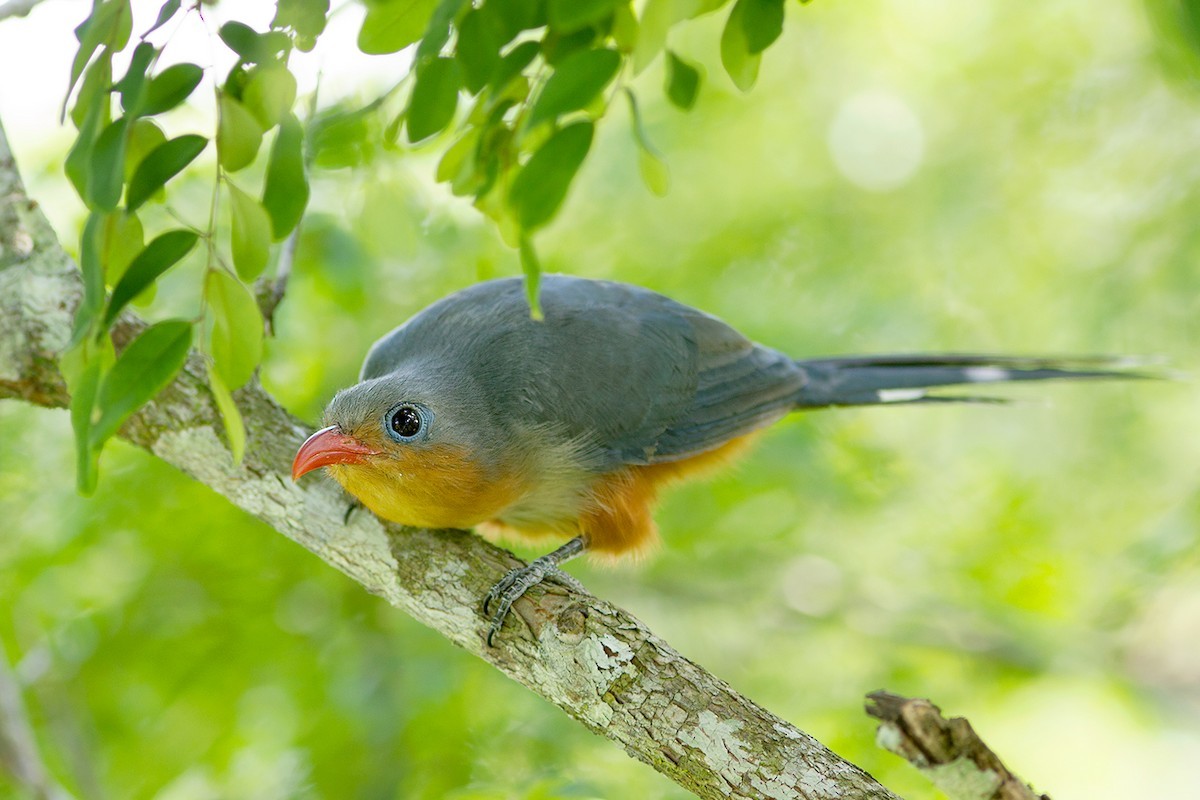 アカハシバンケンモドキ (Zanclostomus javanicus) - Picture Bird