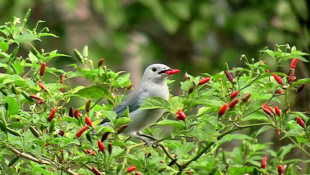 Tangara sayaca (Thraupis sayaca) - Picture Bird