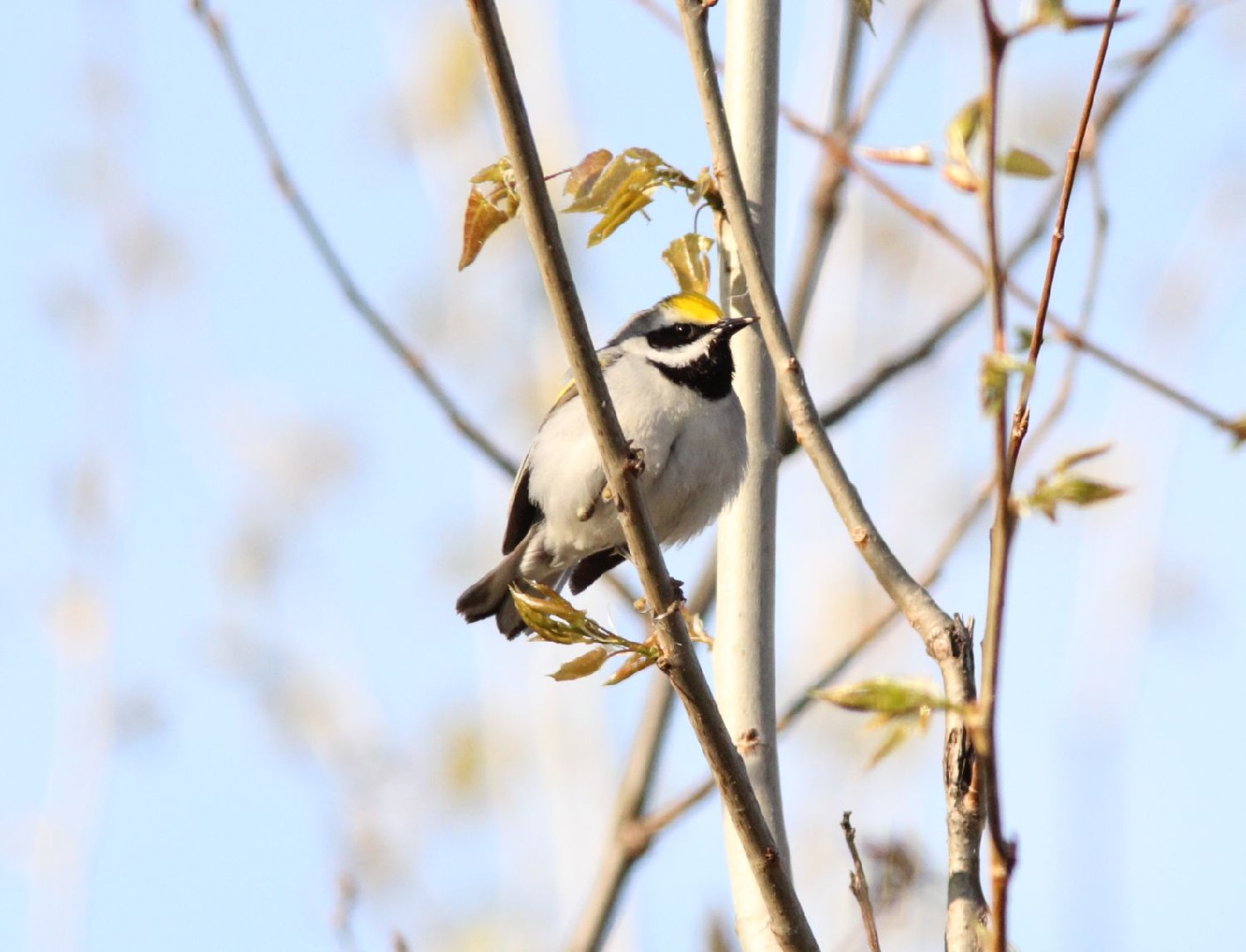 Reinita alidorada (Vermivora chrysoptera) - Picture Bird