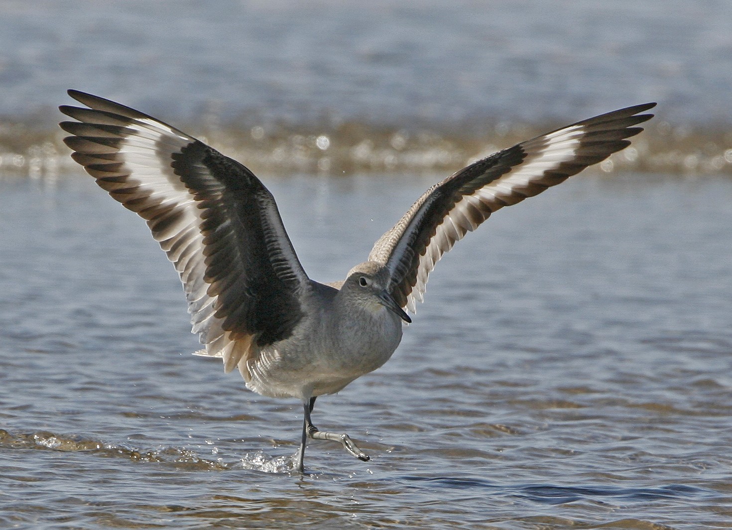 Playero aliblanco (Tringa semipalmata) - Picture Bird