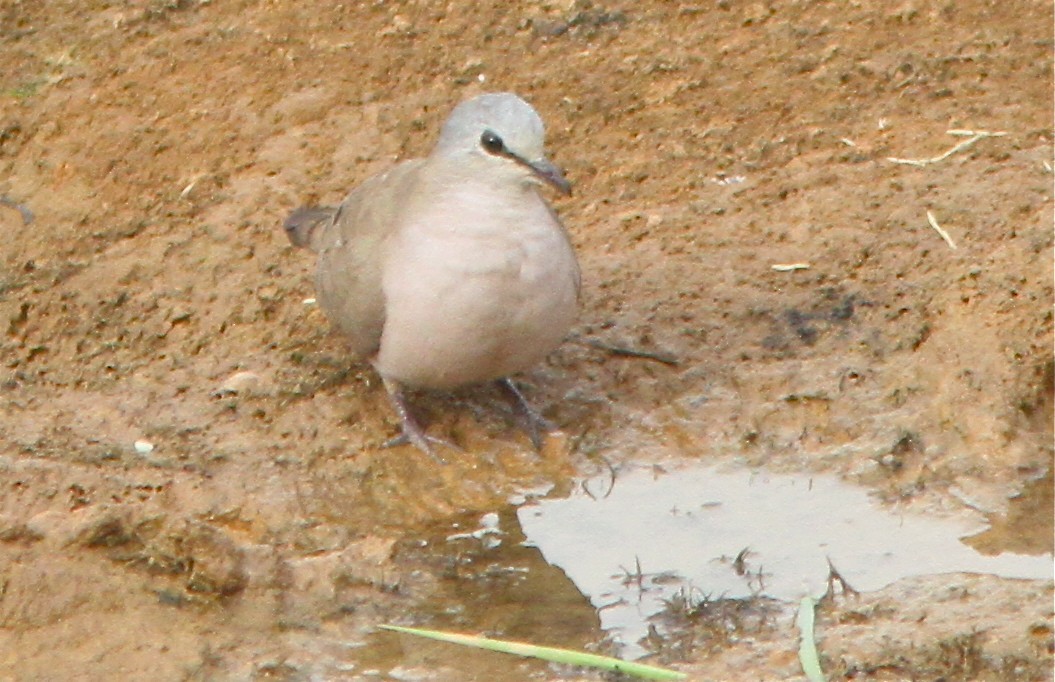 Palomita saheliana (Turtur abyssinicus) - Picture Bird