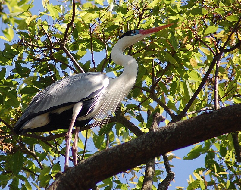 Garza cuca (Ardea cocoi) - Picture Bird