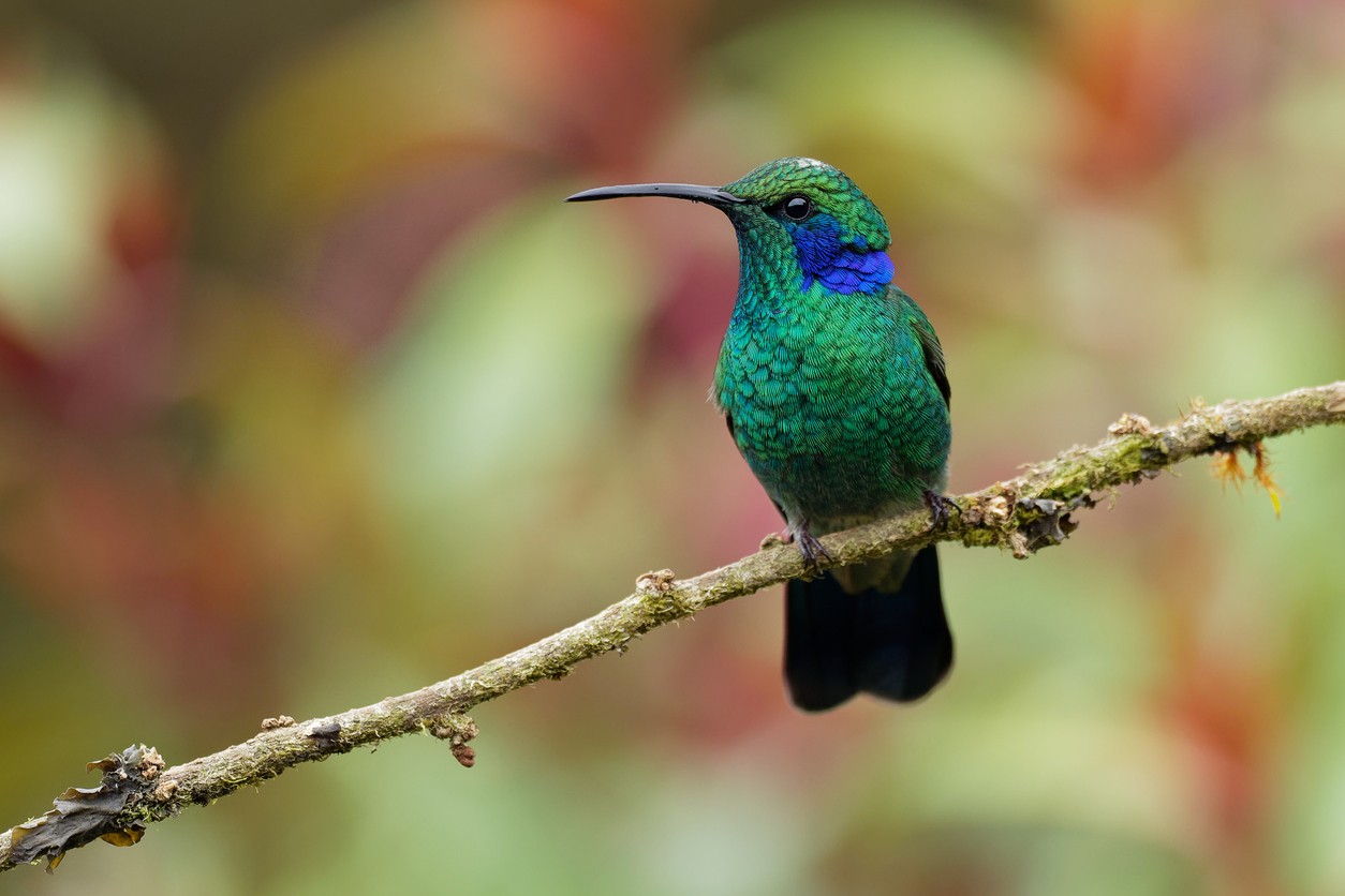 Colibríes oreja violeta (Colibri) - Picture Bird