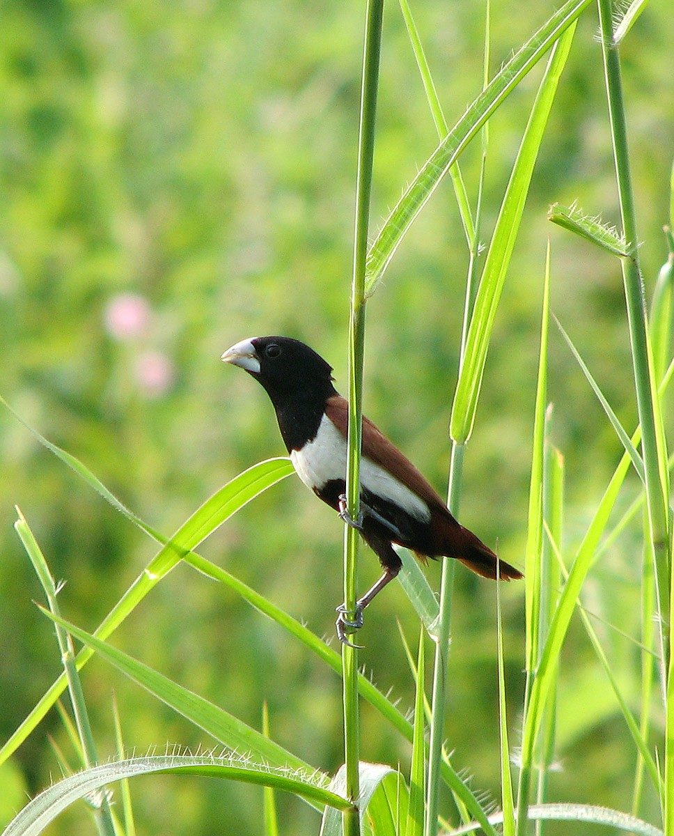 Capuchino tricolor (Lonchura malacca) - Picture Bird