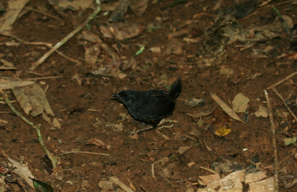 Chocótapaculo (Scytalopus chocoensis) - Picture Bird