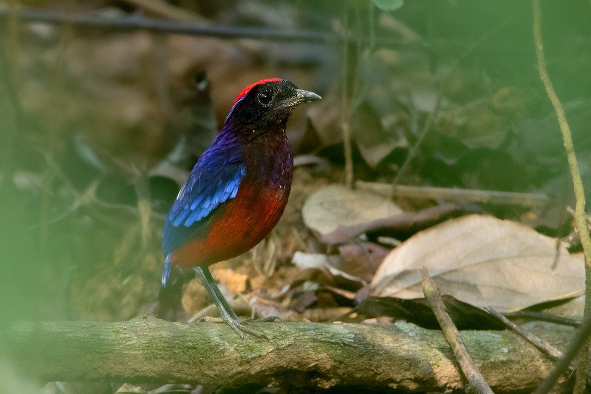 Pitta (Pitta) - Picture Bird