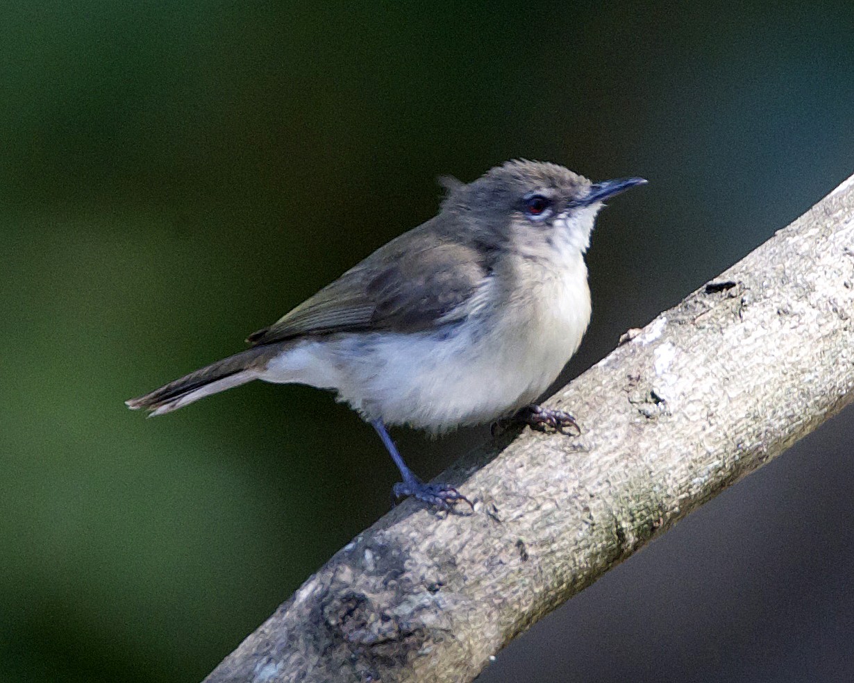 Gerigón picudo (Gerygone magnirostris) - Picture Bird