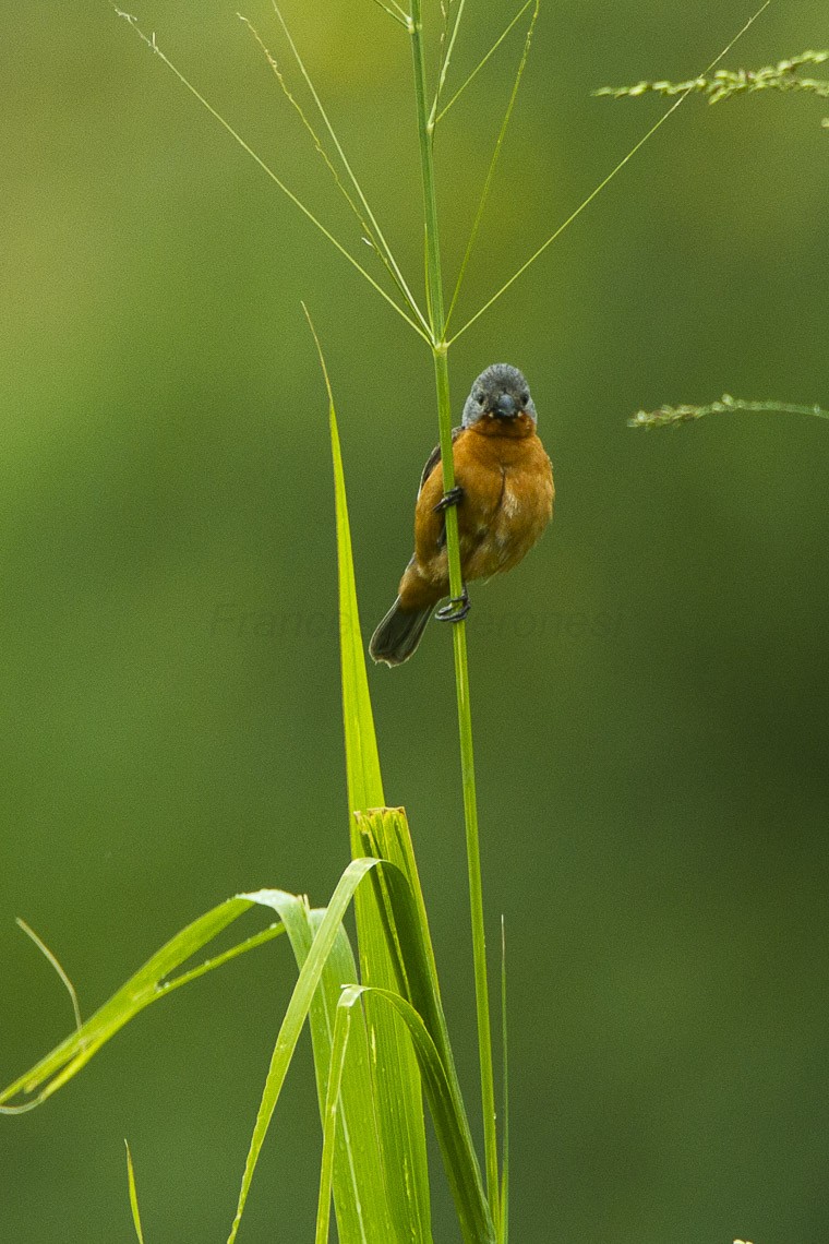 Semillero pechirrufo (Sporophila minuta) - Picture Bird