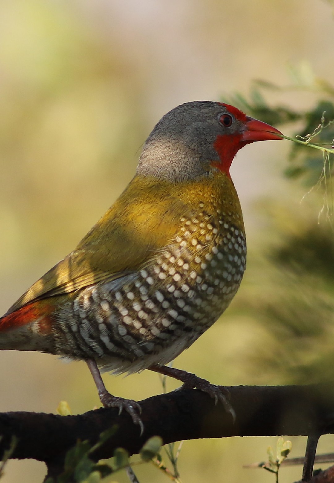Пёстрая питилия (Pytilia melba) - Picture Bird