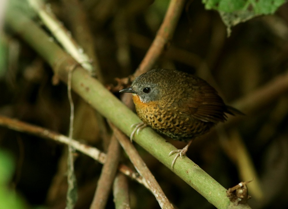 Ratina golirrufa (Spelaeornis caudatus) - Picture Bird