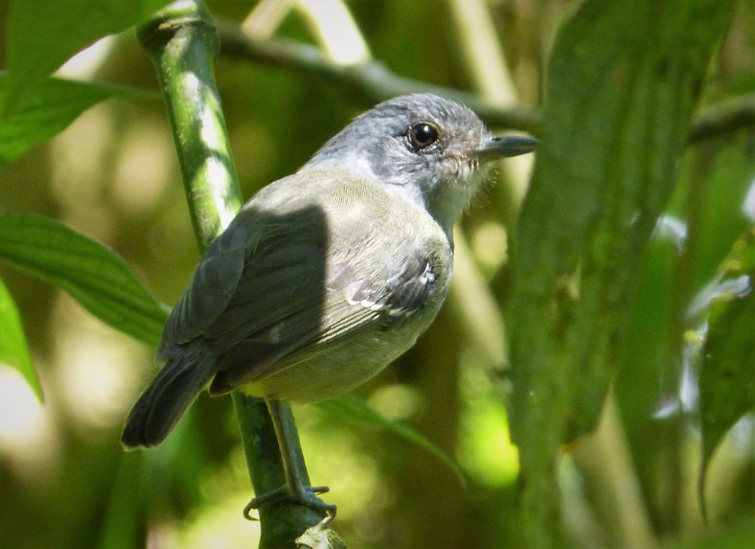 Mosquerito nimio (Zimmerius vilissimus) - Picture Bird