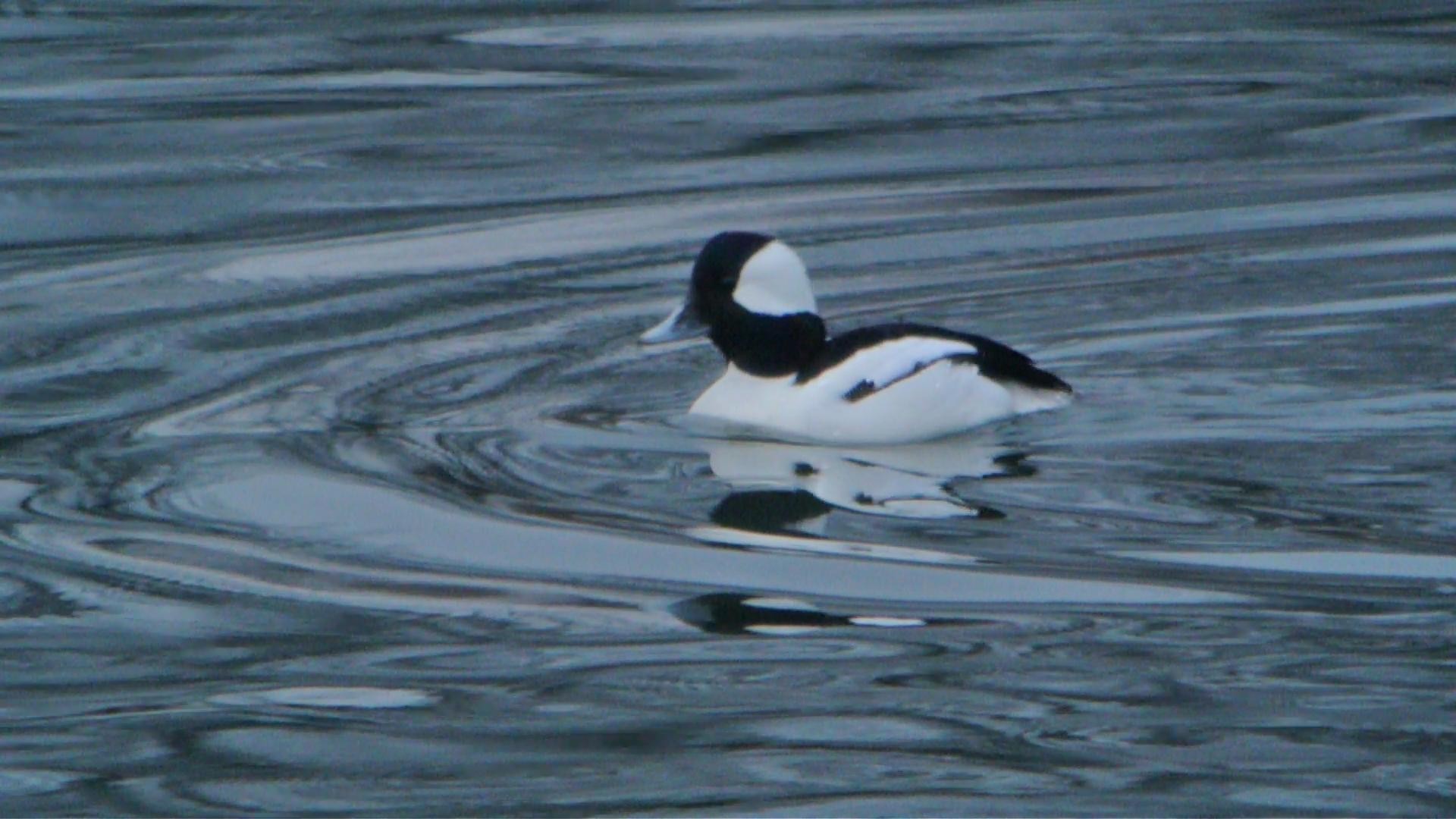 Porrón albeola (Bucephala albeola) - Picture Bird
