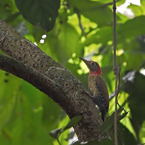Pito vietnamita (Picus rabieri) - Picture Bird
