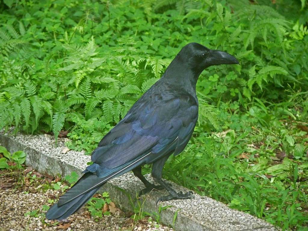 Cuervo picudo (Corvus macrorhynchos) - Picture Bird