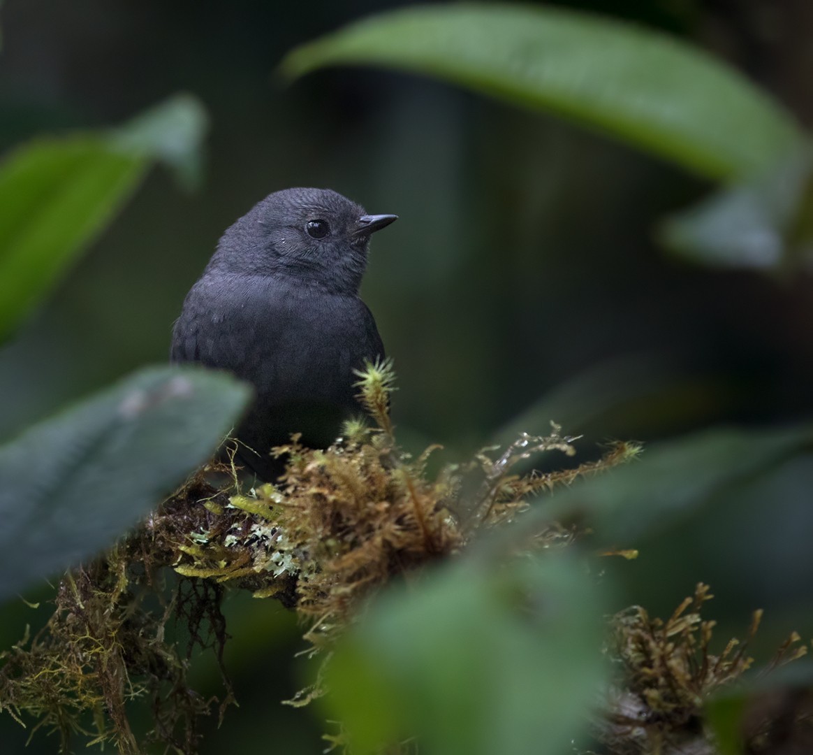 Scytalopus tapaculos (Scytalopus) - Picture Bird