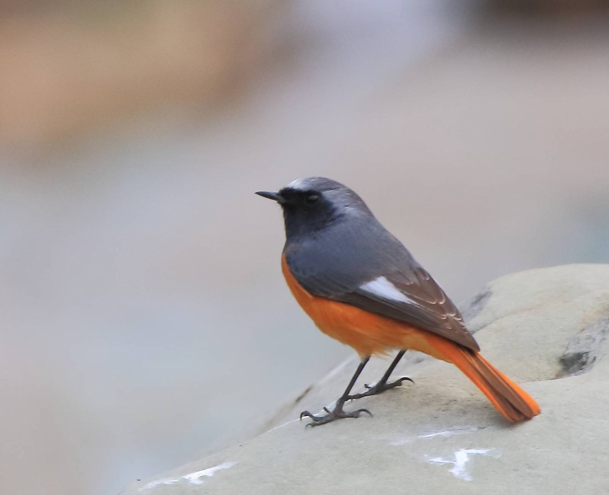 Colirrojo de hodgson (Phoenicurus hodgsoni) - Picture Bird