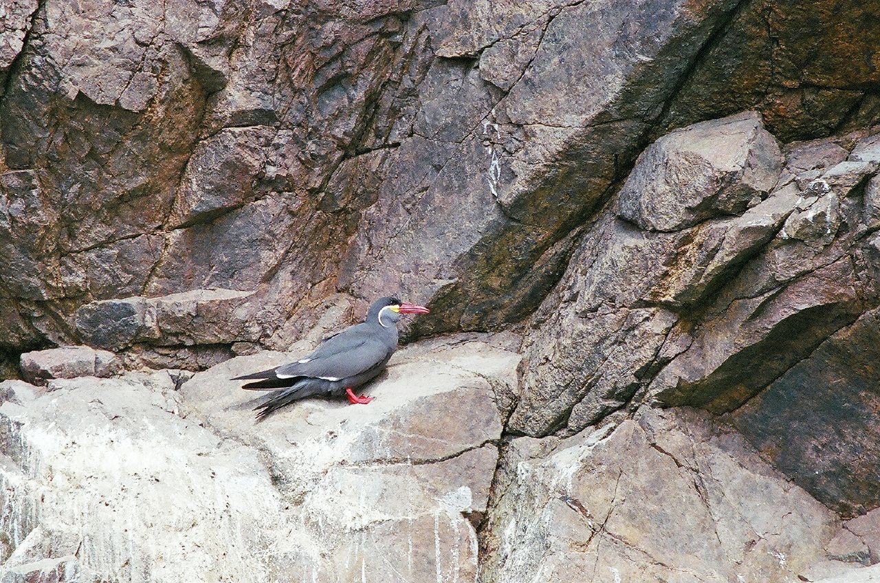 Charrán inca (Larosterna inca) - Picture Bird