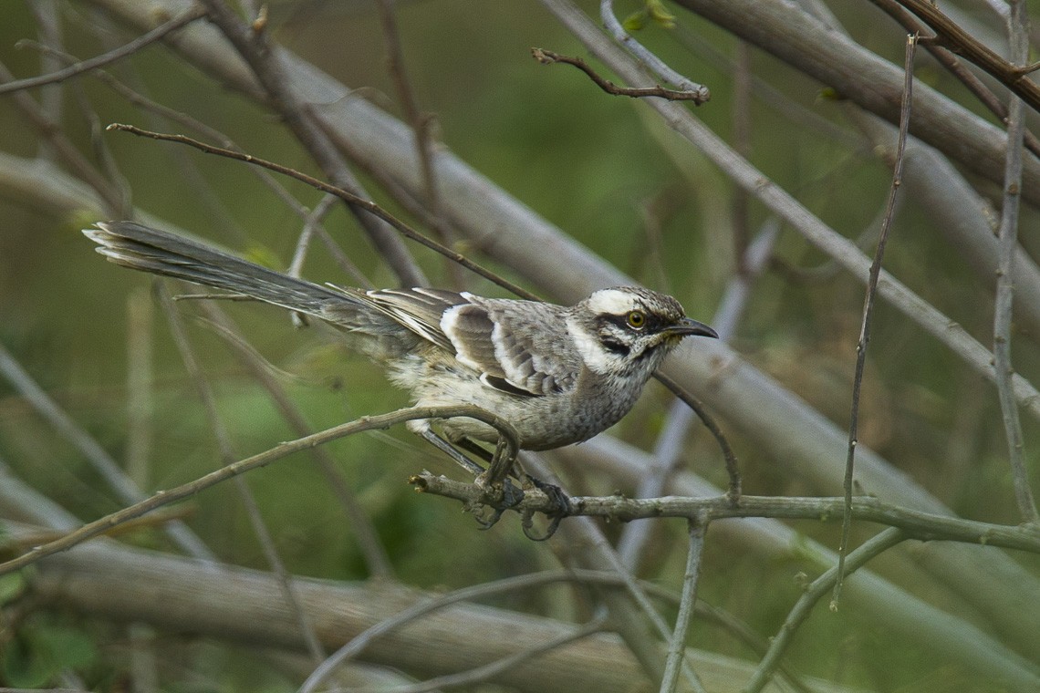 Sinsonte colilargo (Mimus longicaudatus) - Picture Bird
