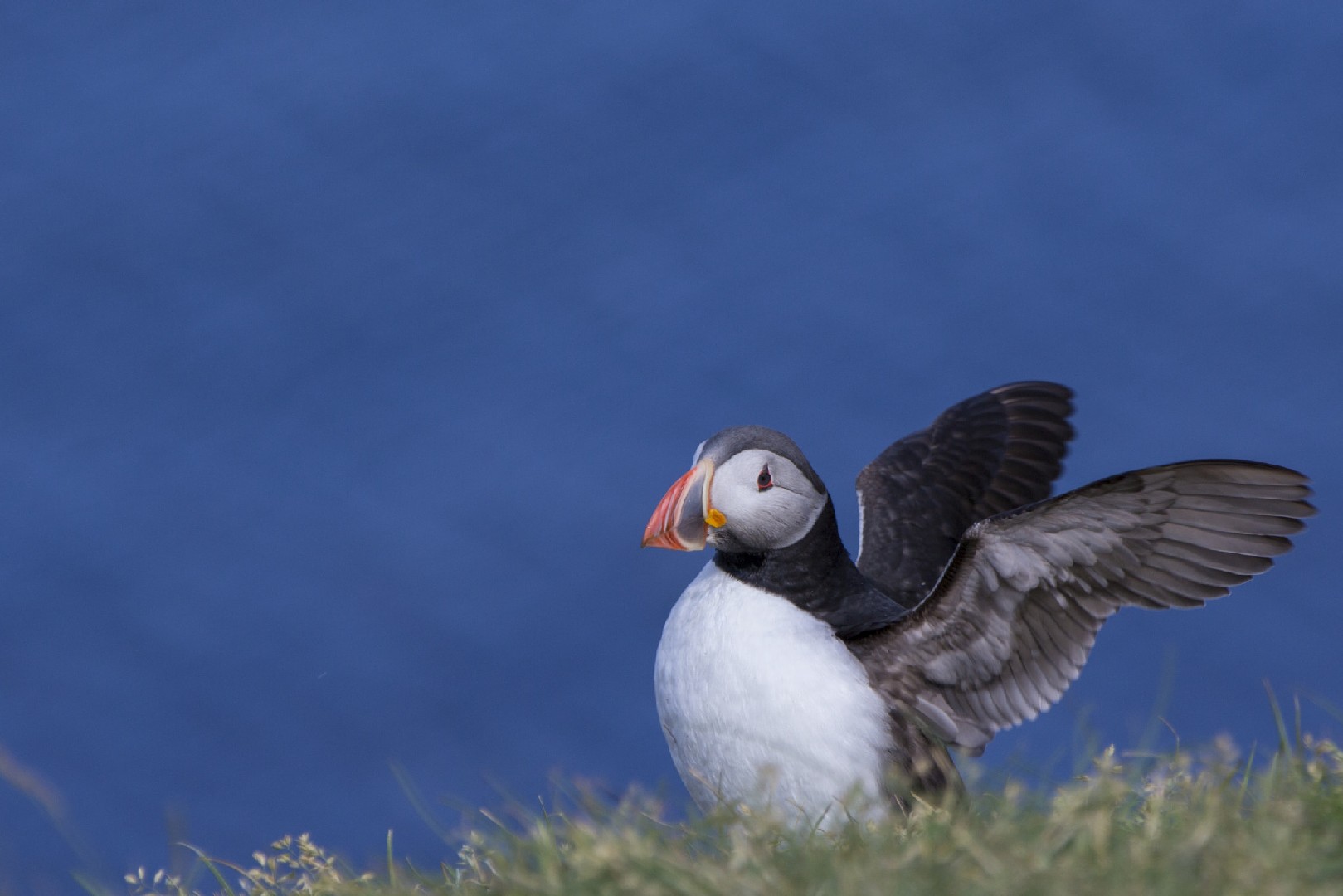 Frailecillo atlántico (Fratercula arctica) - Picture Bird