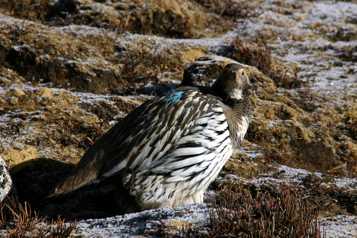 ヒマラヤセッケイ (Tetraogallus himalayensis) - Picture Bird