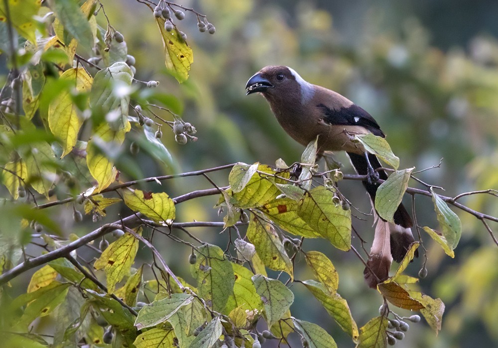 Urraca de sumatra (Dendrocitta occipitalis) - Picture Bird