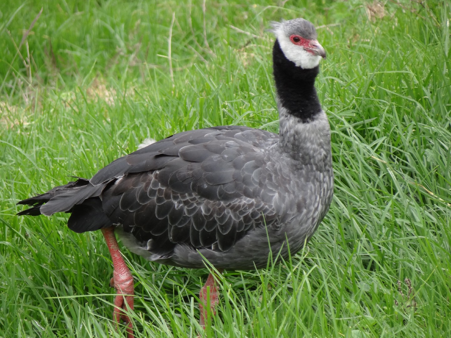 Chajá chicagüire (Chauna chavaria) - Picture Bird