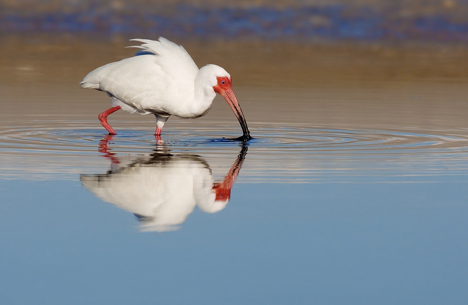 Corocoro blanco (Eudocimus albus) - Picture Bird