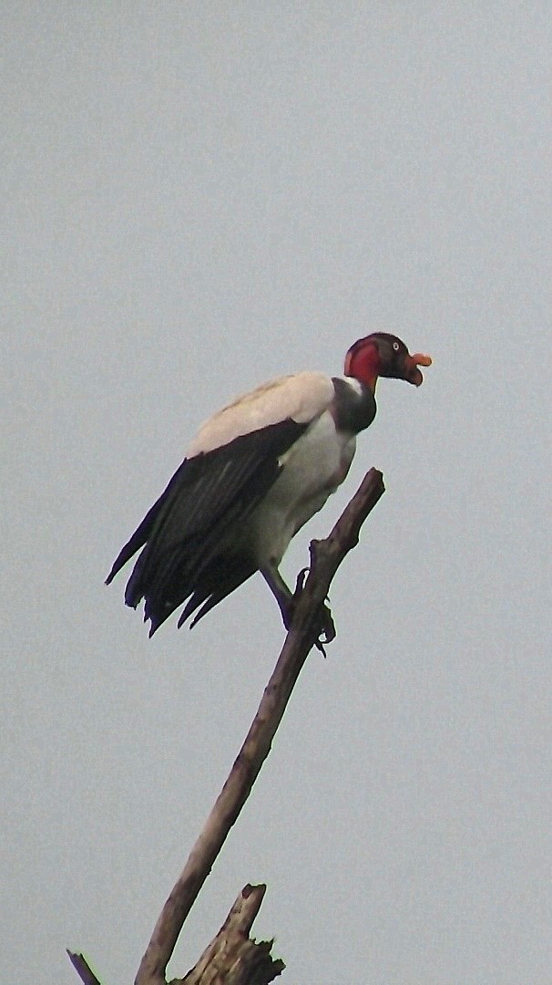 Zopilote rey (Sarcoramphus) - Picture Bird