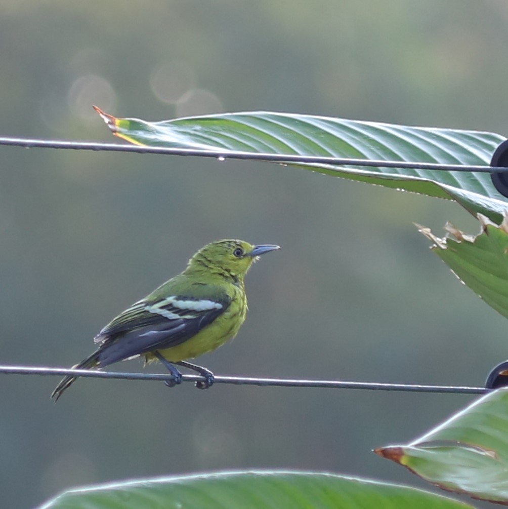 Aegithina (Aegithina) - Picture Bird