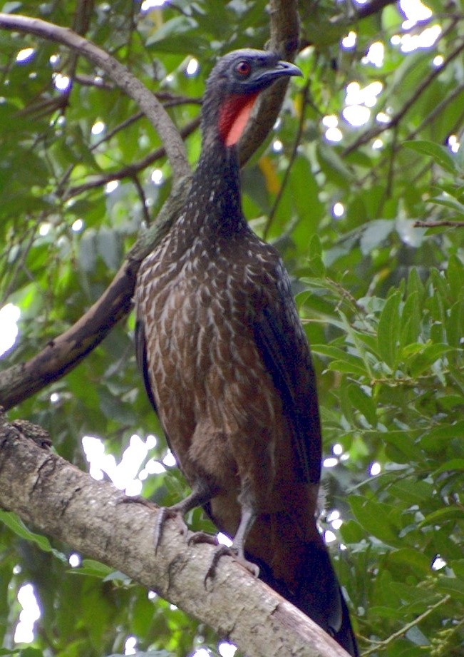 Pava oscura (Penelope obscura) - Picture Bird