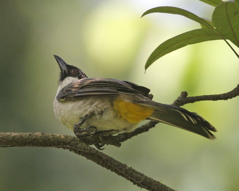 Pycnonotus (Pycnonotus) - Picture Bird