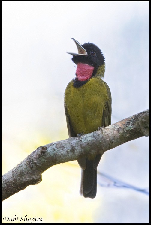 Silbador de flores (Pachycephala nudigula) - Picture Bird