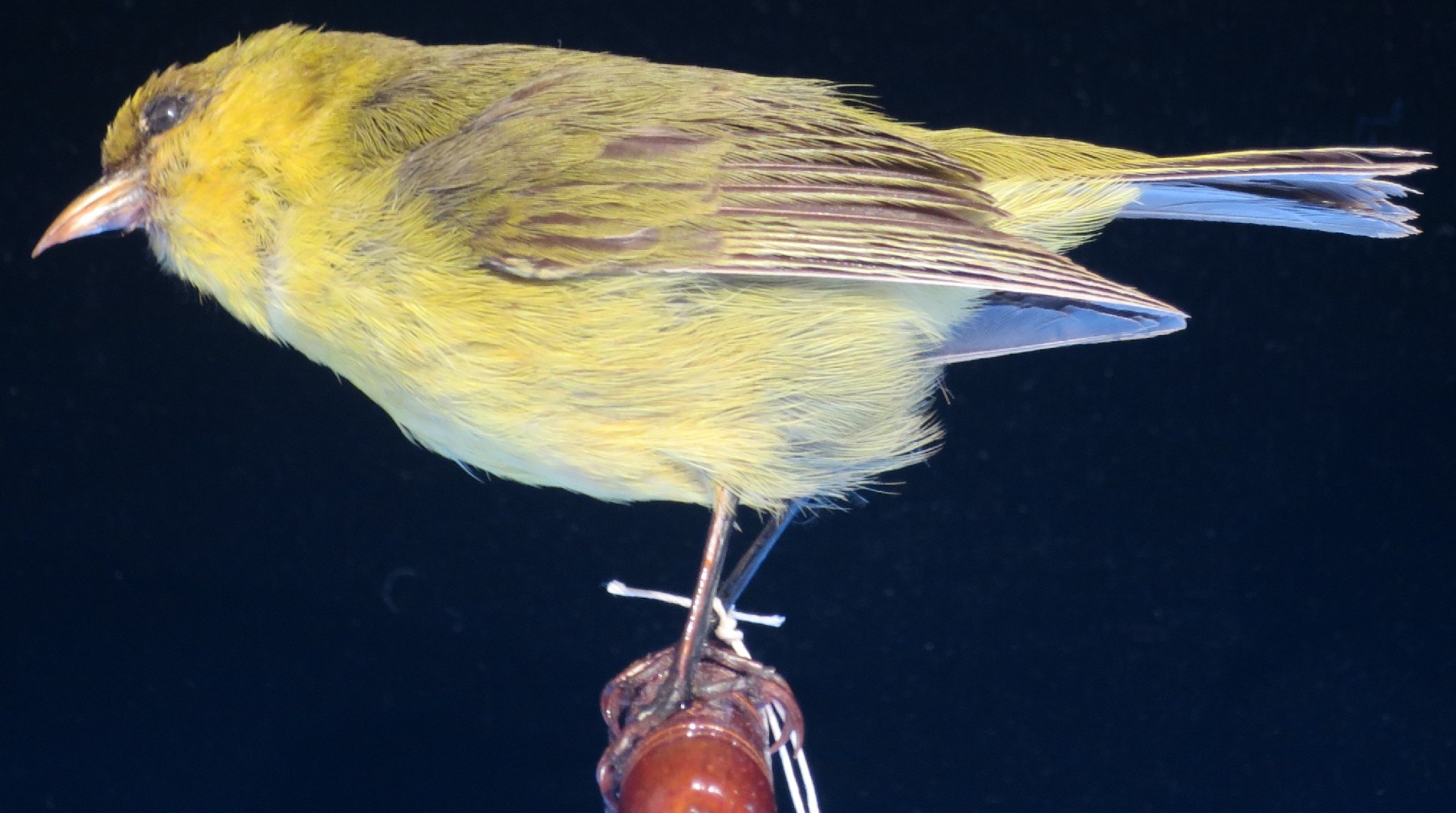 Akepa de kauai (Loxops caeruleirostris) - Picture Bird