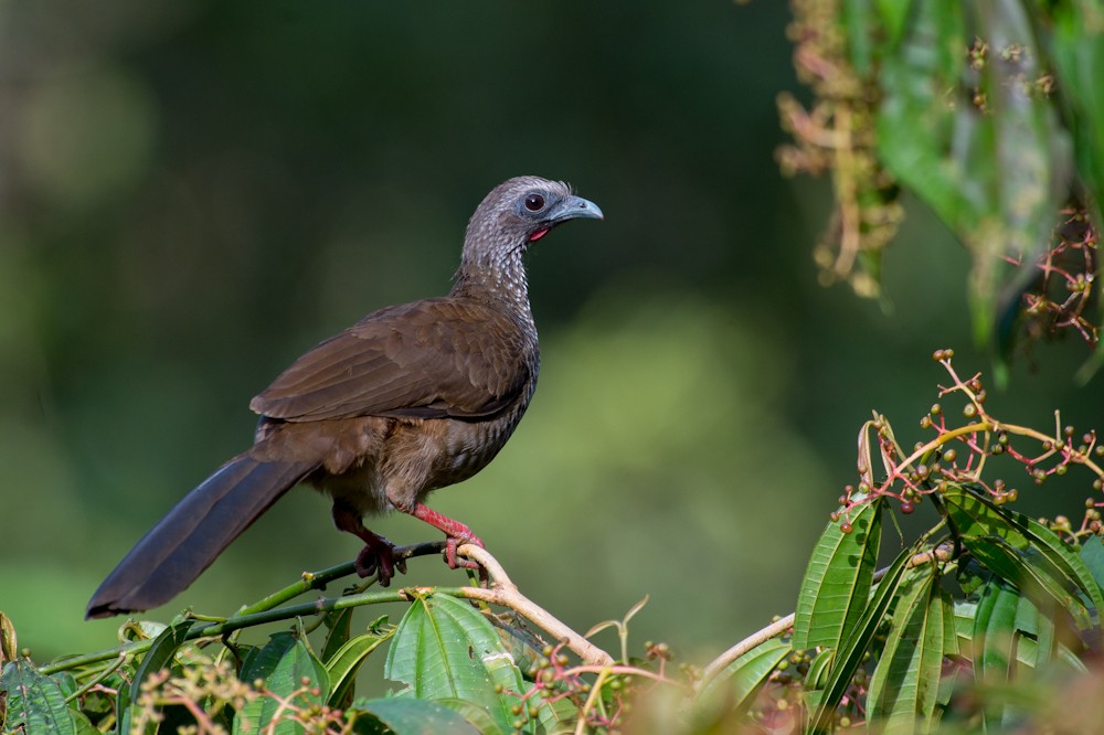 Chachalaca moteada (Ortalis guttata) - Picture Bird