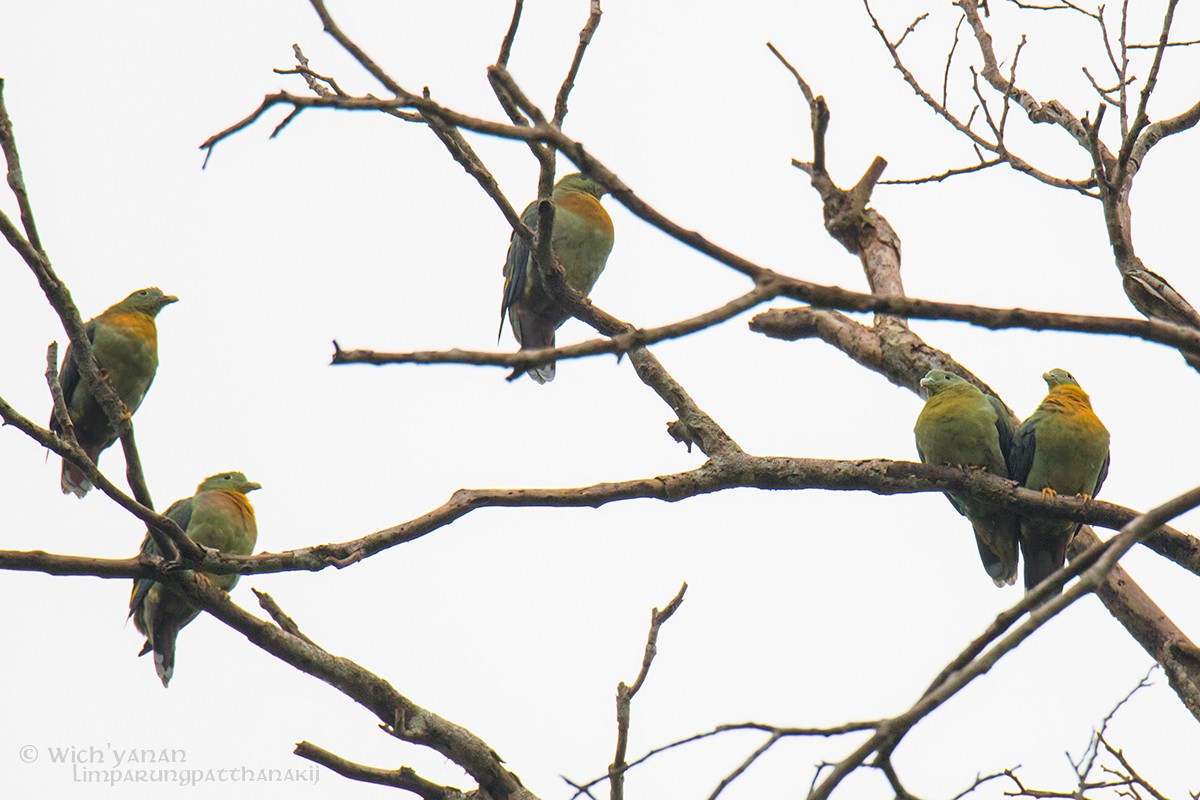 Vinagos (Treron) - Picture Bird