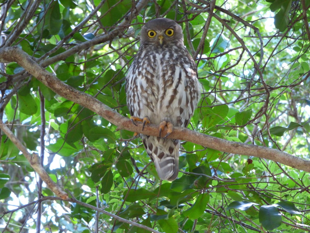 吠鷹鴞 (Ninox connivens) - Picture Bird