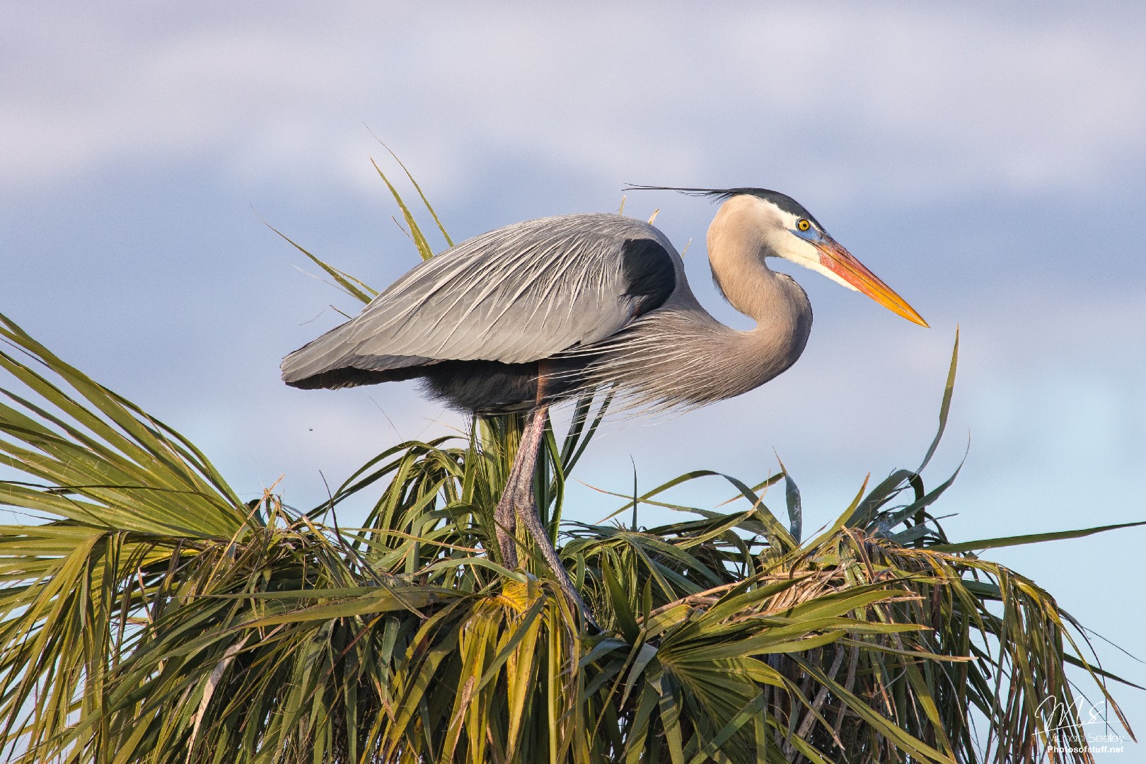 Garza morena (Ardea herodias) - Picture Bird
