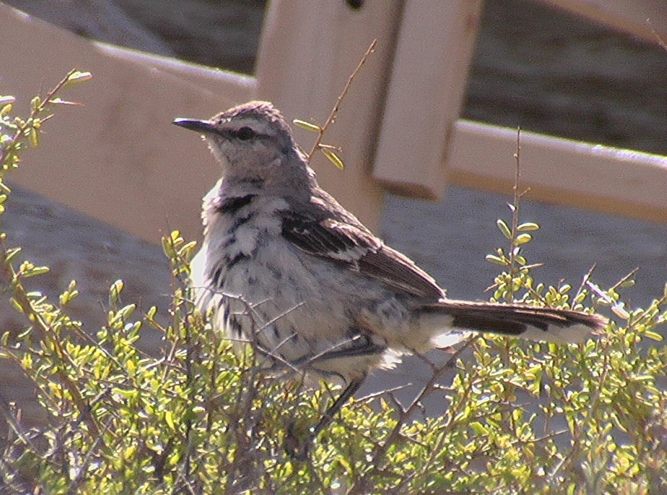 Tenca de alas blancas (Mimus triurus) - Picture Bird