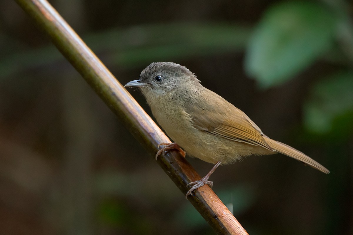 Fulveta cariparda (Alcippe poioicephala) - Picture Bird