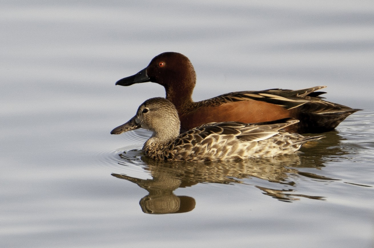 Eigentliche enten (Anas) - Picture Bird