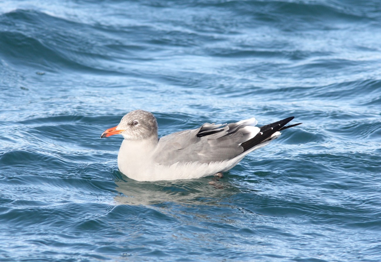 Gaviota mexicana (Larus heermanni) - Picture Bird