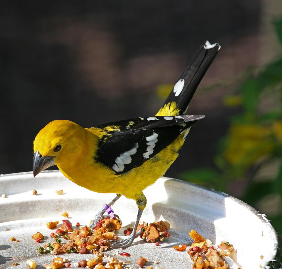 Kernknacker (Pheucticus) - Picture Bird