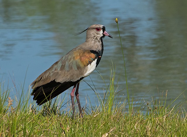 Quero-quero (Vanellus chilensis) - Picture Bird