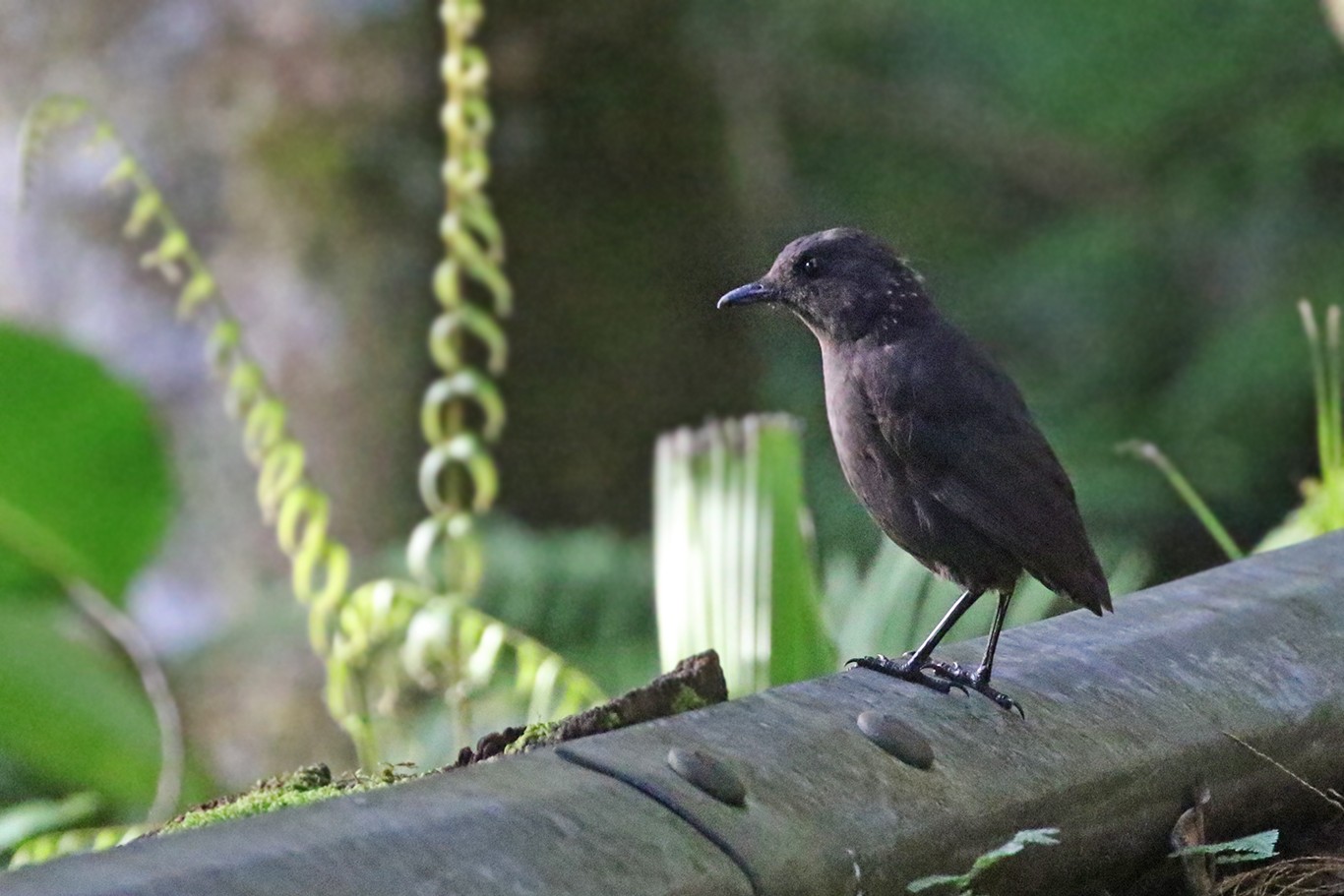 Arrenga de borneo (Myophonus borneensis) - Picture Bird