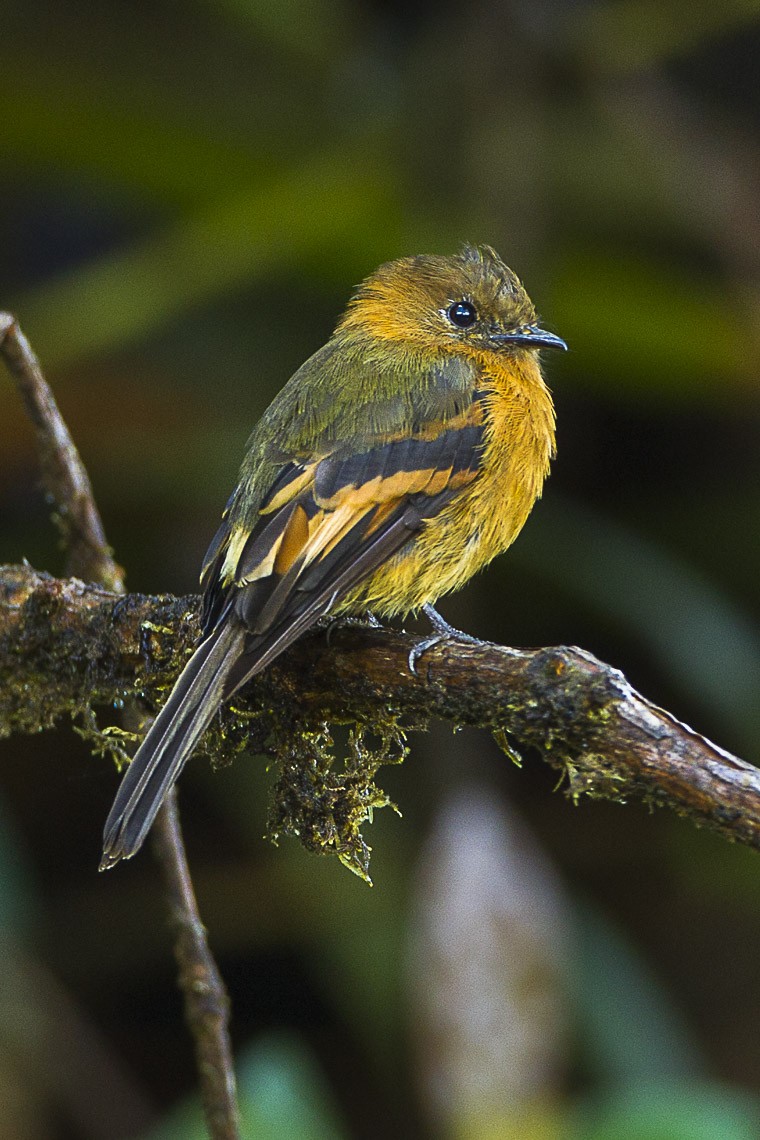 Birro chico (Pyrrhomyias cinnamomeus) - Picture Bird