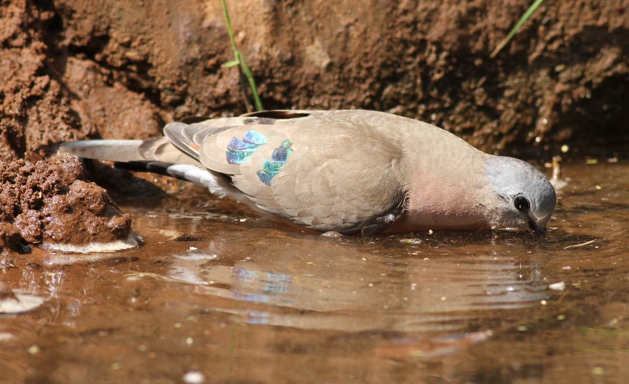 Turtur (Turtur) - Picture Bird