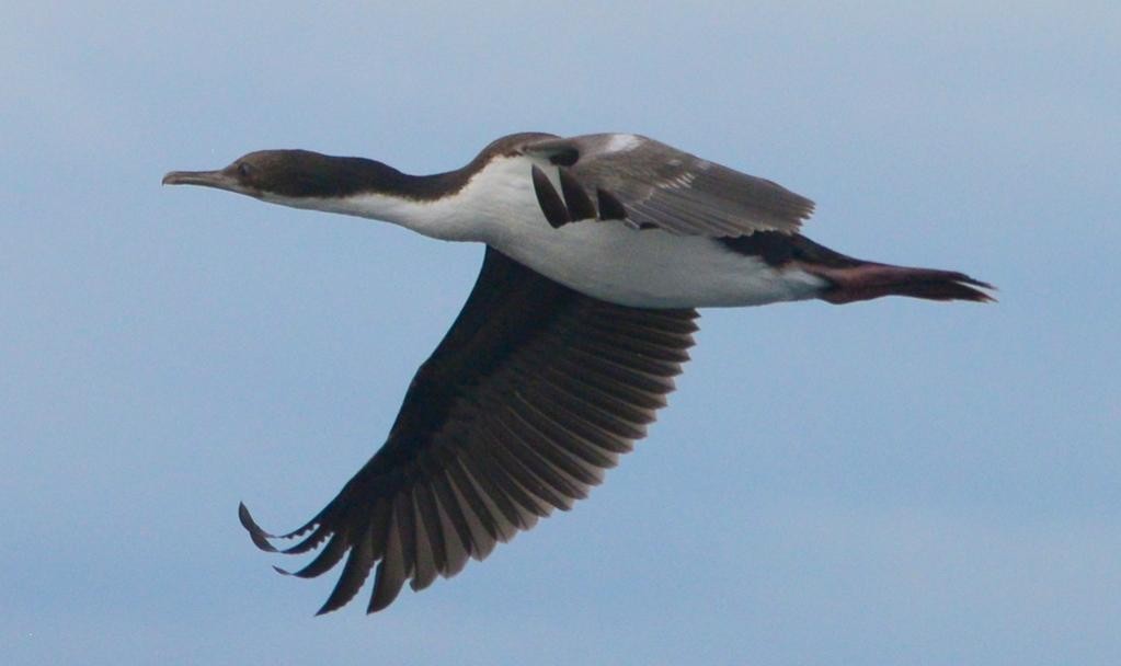 Cormorán imperial (Leucocarbo atriceps) - Picture Bird
