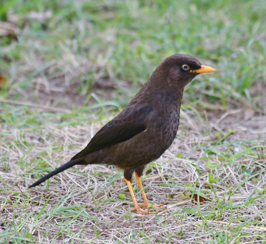 Mirlo negruzco (Turdus nigrescens) - Picture Bird